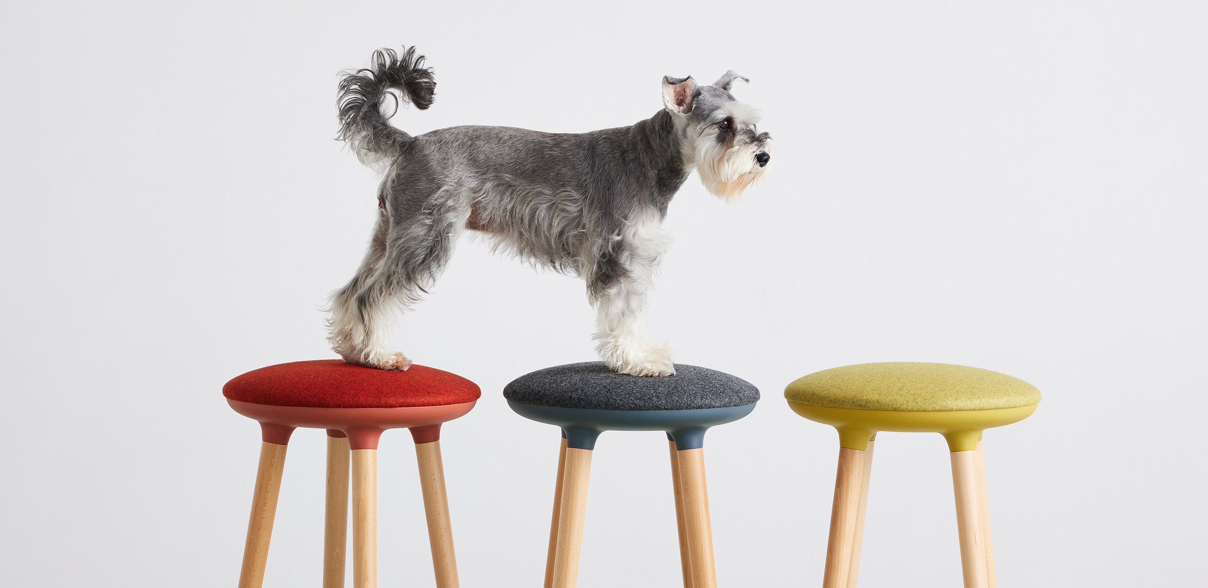 Joí Stools: A Colorful Fusion of Design & Comfort